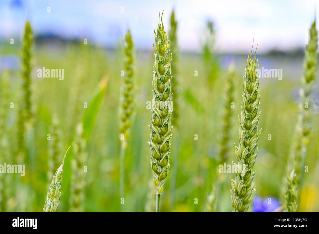 Swedish landscape farm crops hi-res stock photography and images - Alamy