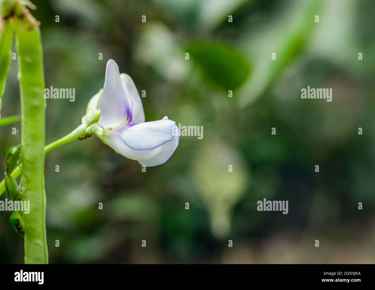 Long bean flowers hi-res stock photography and images - Alamy
