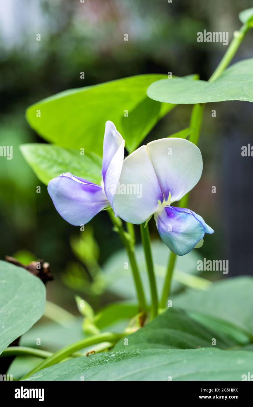 Long bean flowers hi-res stock photography and images - Alamy
