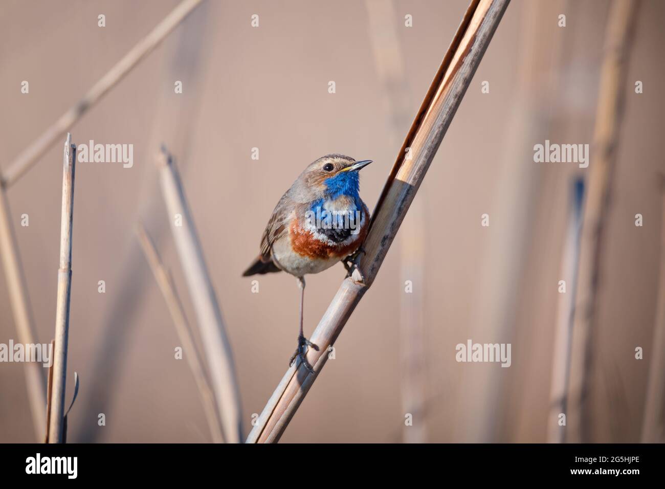 Little bluethroat male songbird in dry reeds on nature background Stock ...