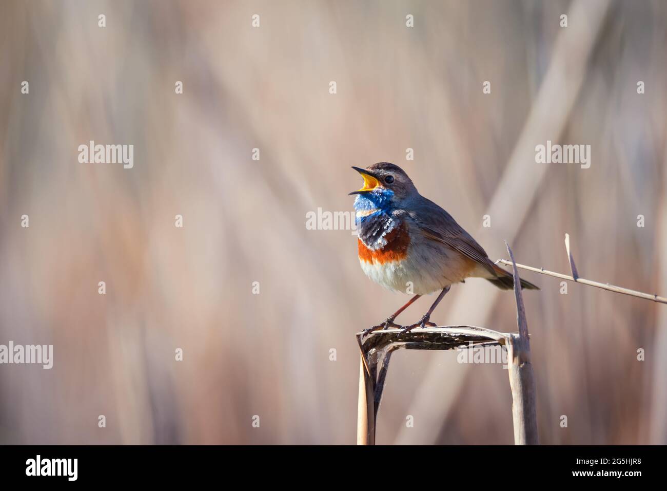 Little bluethroat male songbird in dry reeds on nature background Stock ...