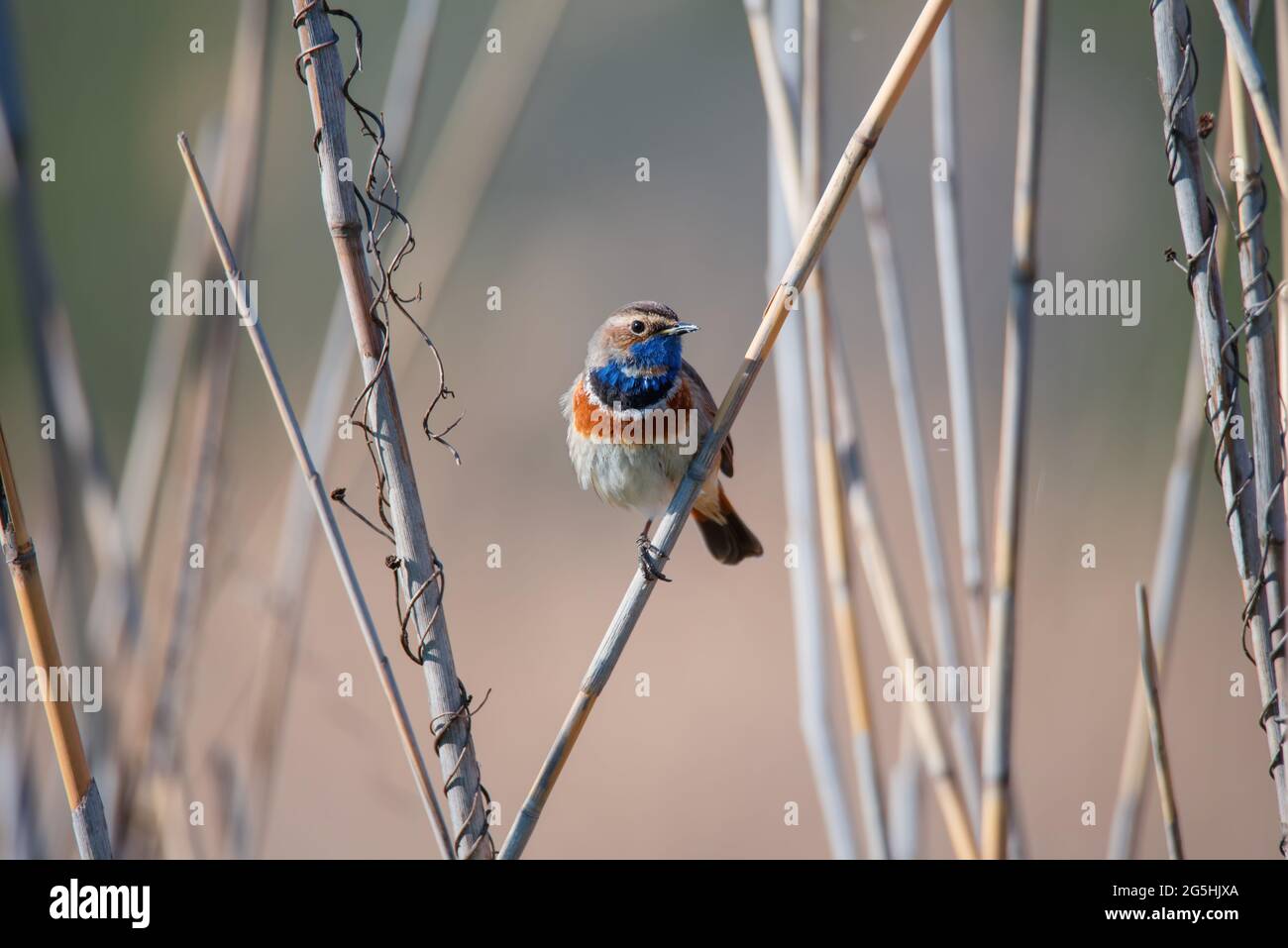 Little bluethroat male songbird in dry reeds on nature background Stock ...
