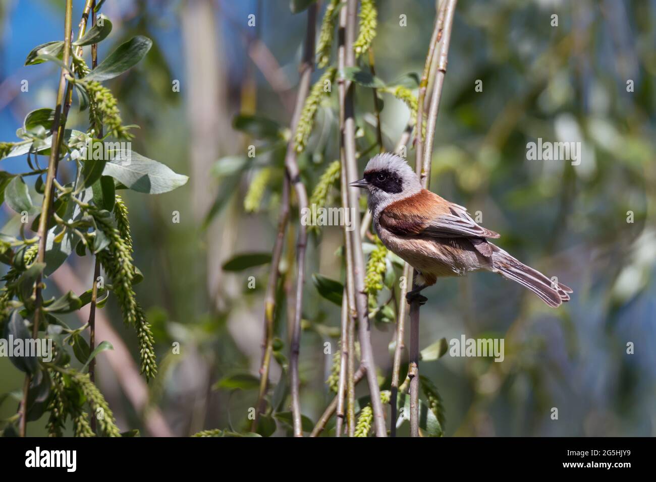 Small gray bird European penduline tit (Remiz pendulinus) sits on the ...