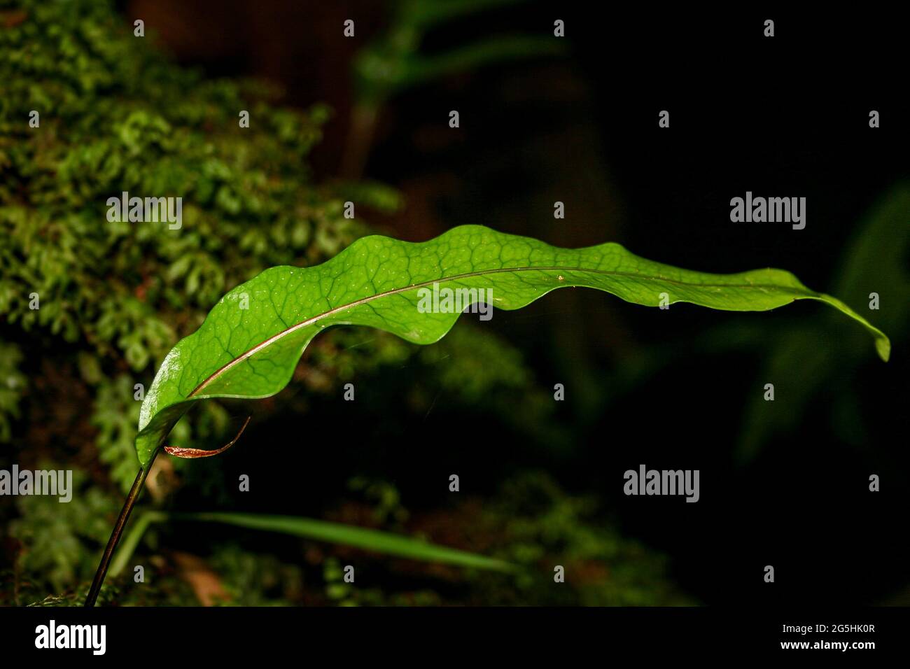 Wavy leaves of fern hi-res stock photography and images - Alamy