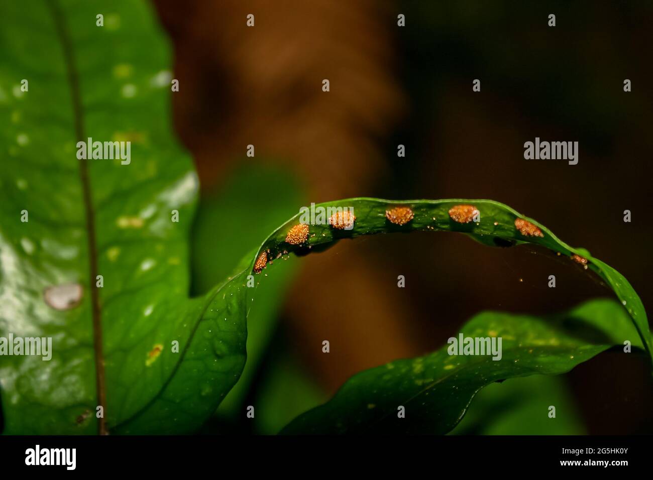 Crinkled Fresh Macro Leaf in the Rain Forest with insect eggs Stock ...