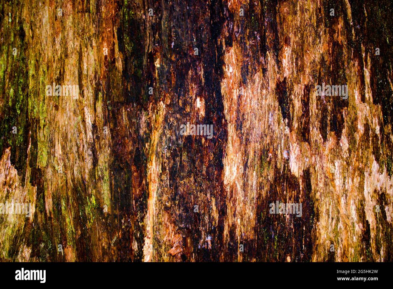 Rough blotchy tree bark texture and pattern Stock Photo - Alamy