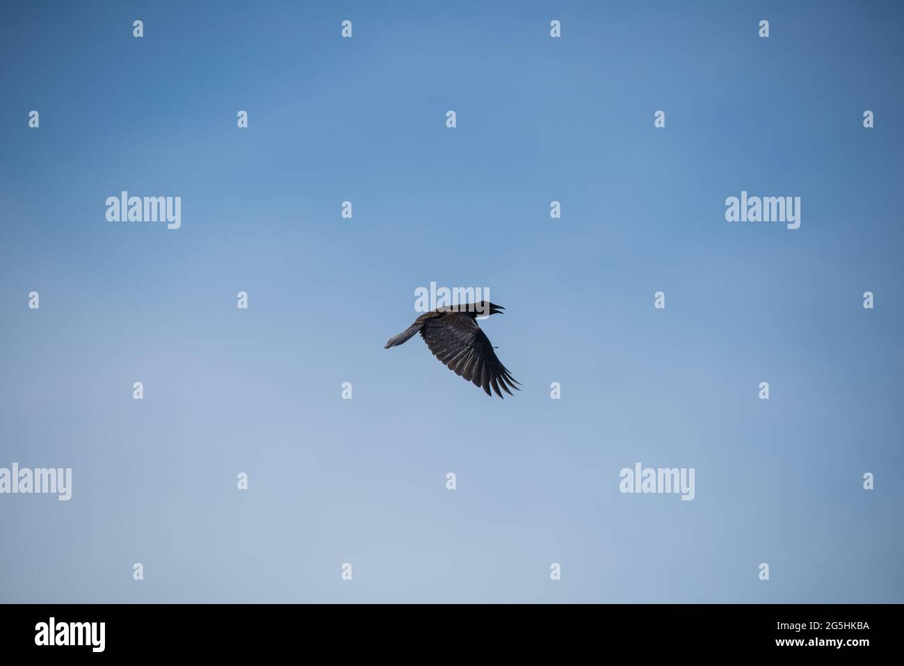 Crow in mid flight Stock Photo - Alamy