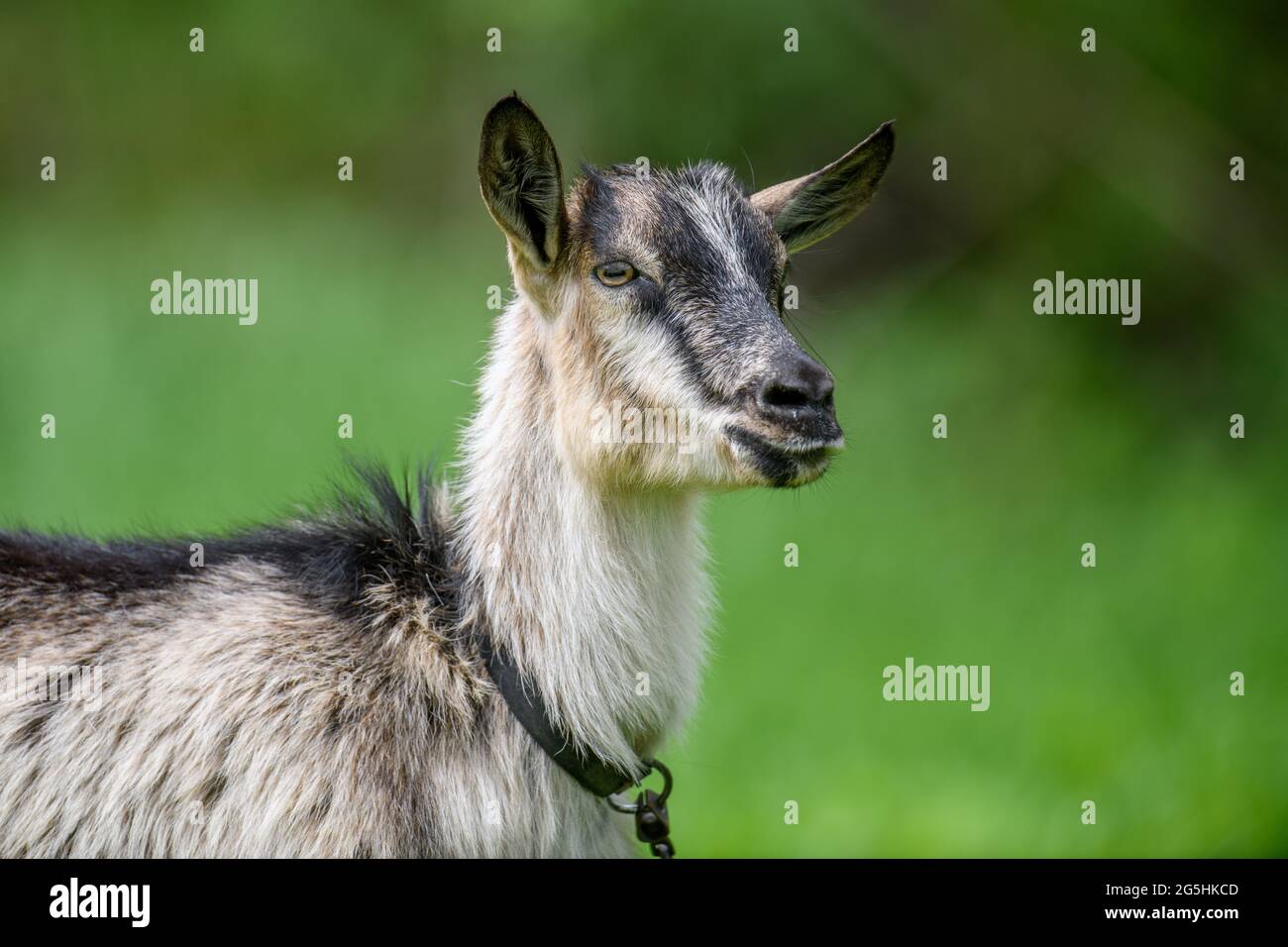 Portrait goat eating green hi-res stock photography and images - Alamy