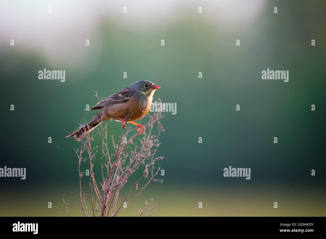 Single ortolan bunting bird (Emberiza hortulana) sitting on a dry grass ...