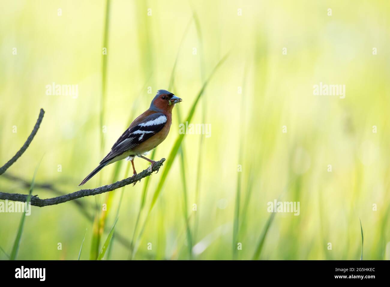 Single common chaffinch bird (Emberiza calandra) sitting on tree branch ...