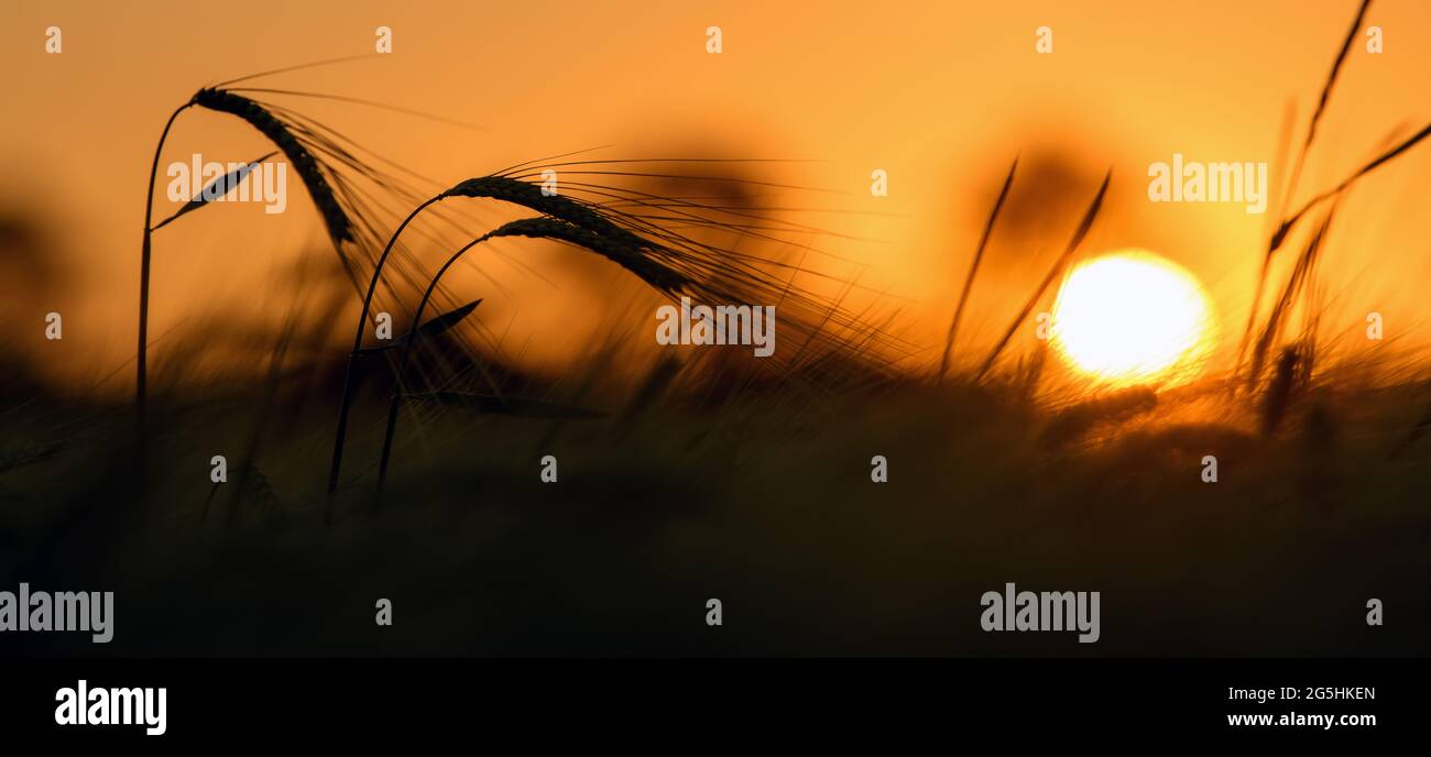 Sunset in the wheat field, beautiful bright color. Rural scene under ...