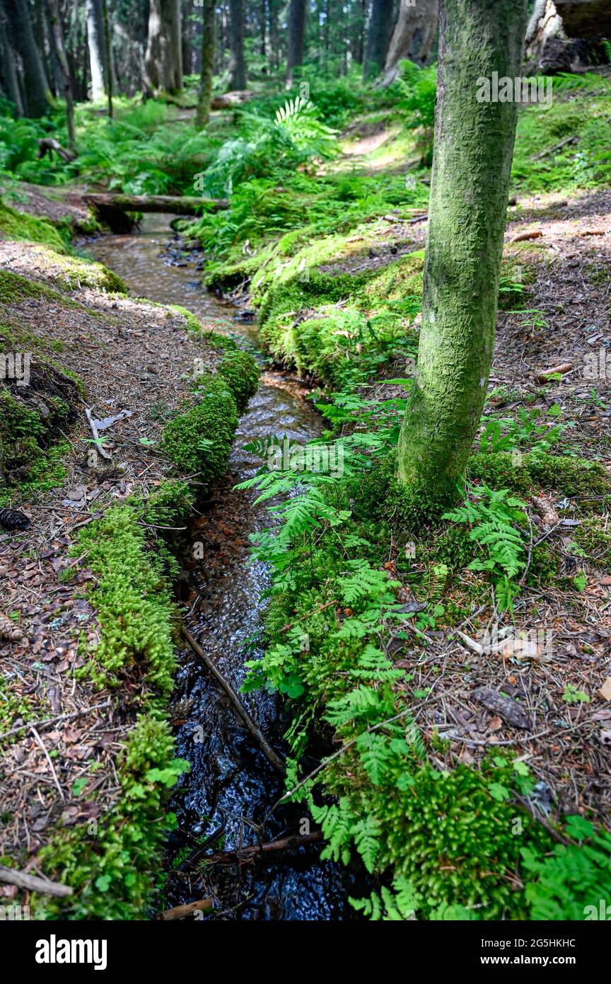 Stream running through wetland hi-res stock photography and images - Alamy