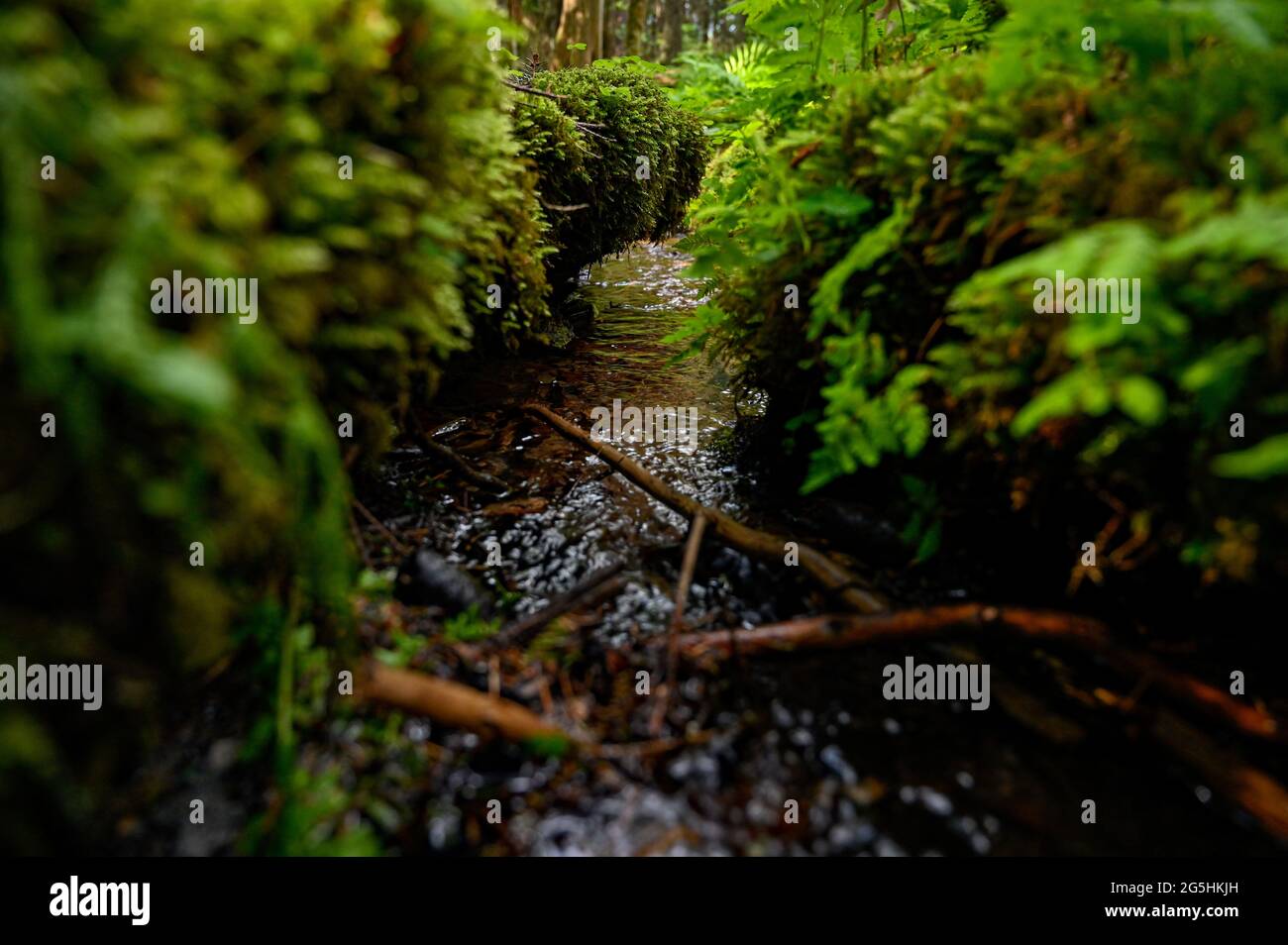 small stream of water through green forest Stock Photo - Alamy