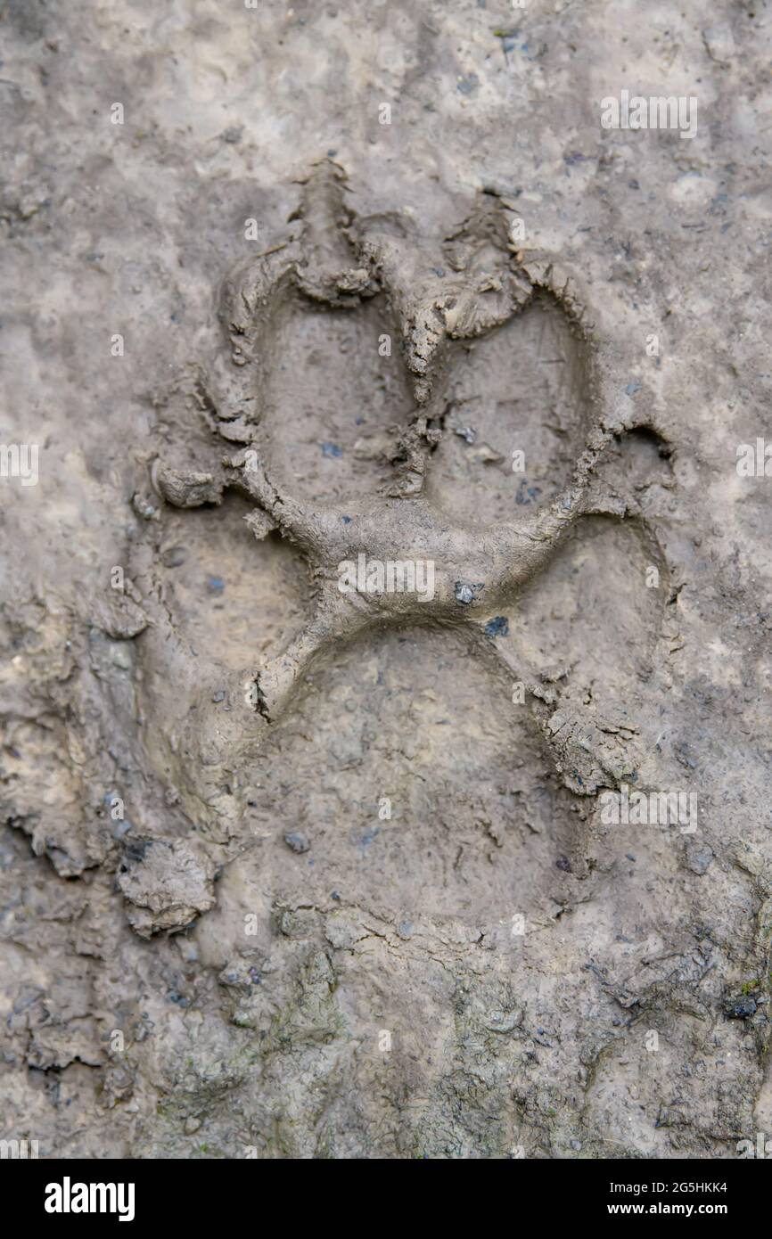 Wolf Tracks In Mud