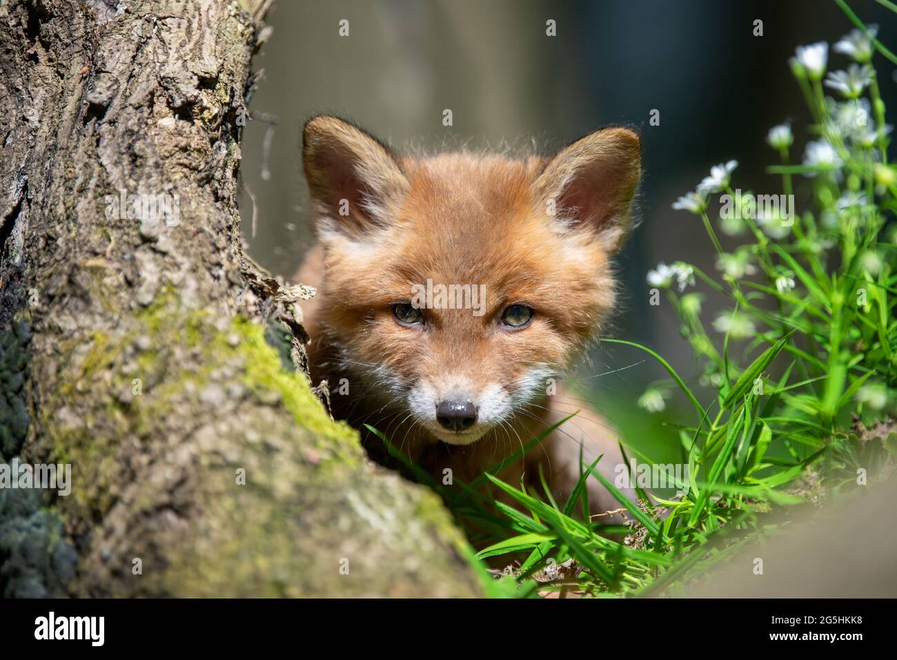 Red fox, vulpes vulpes, small young cub in forest. Cute little wild ...