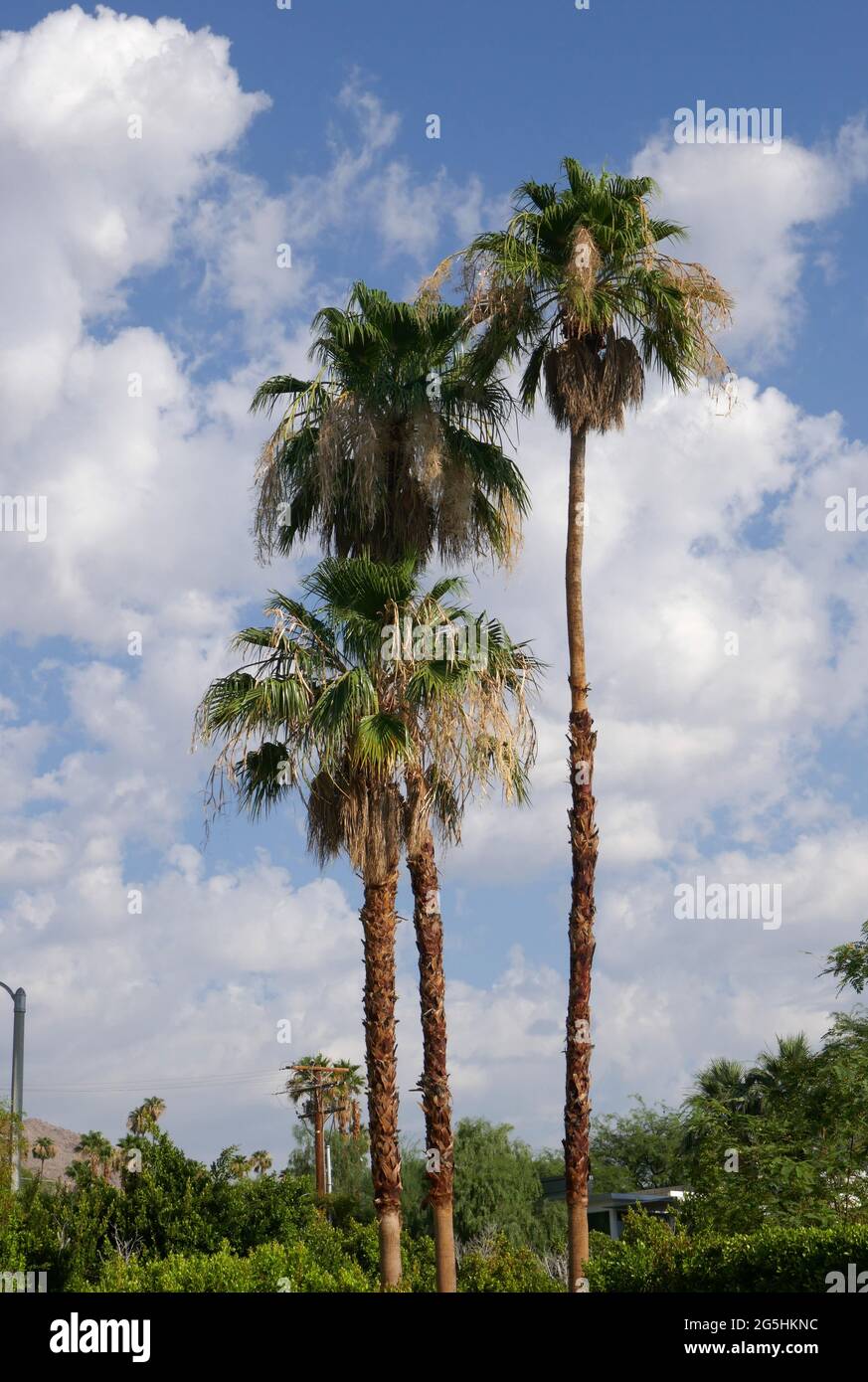 Palm Springs, California, USA 24th June 2021 A general view of ...