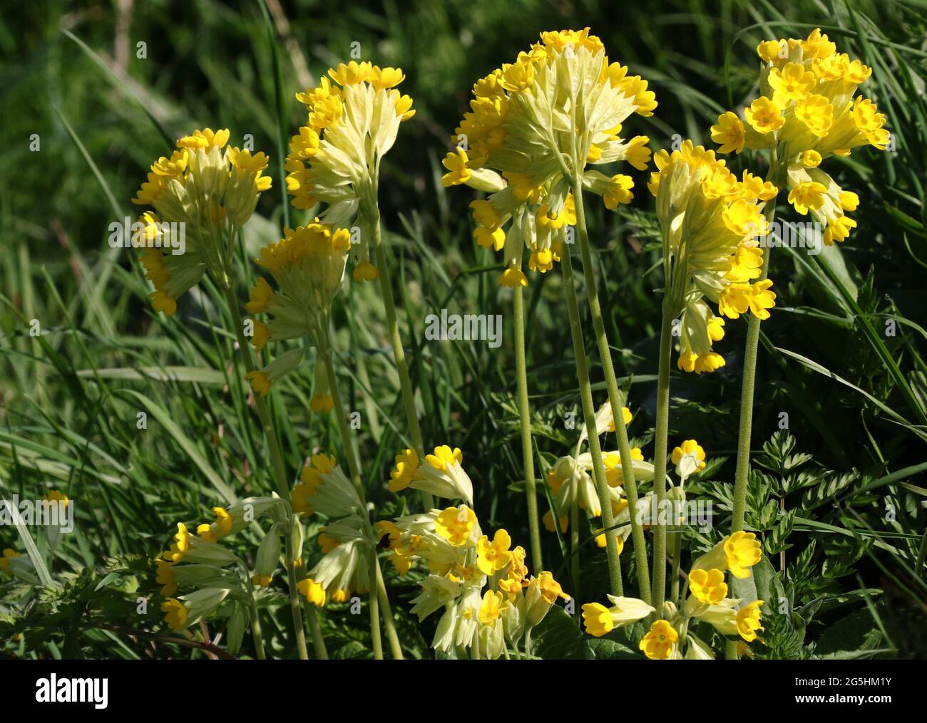 Group of cowslips hi-res stock photography and images - Alamy