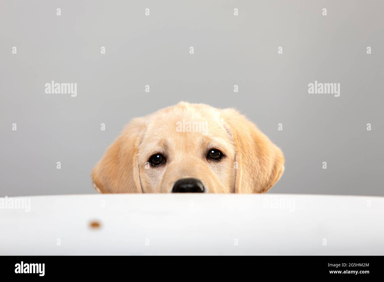 Portrait of labrador puppy peeking muzzle under white table on gray ...