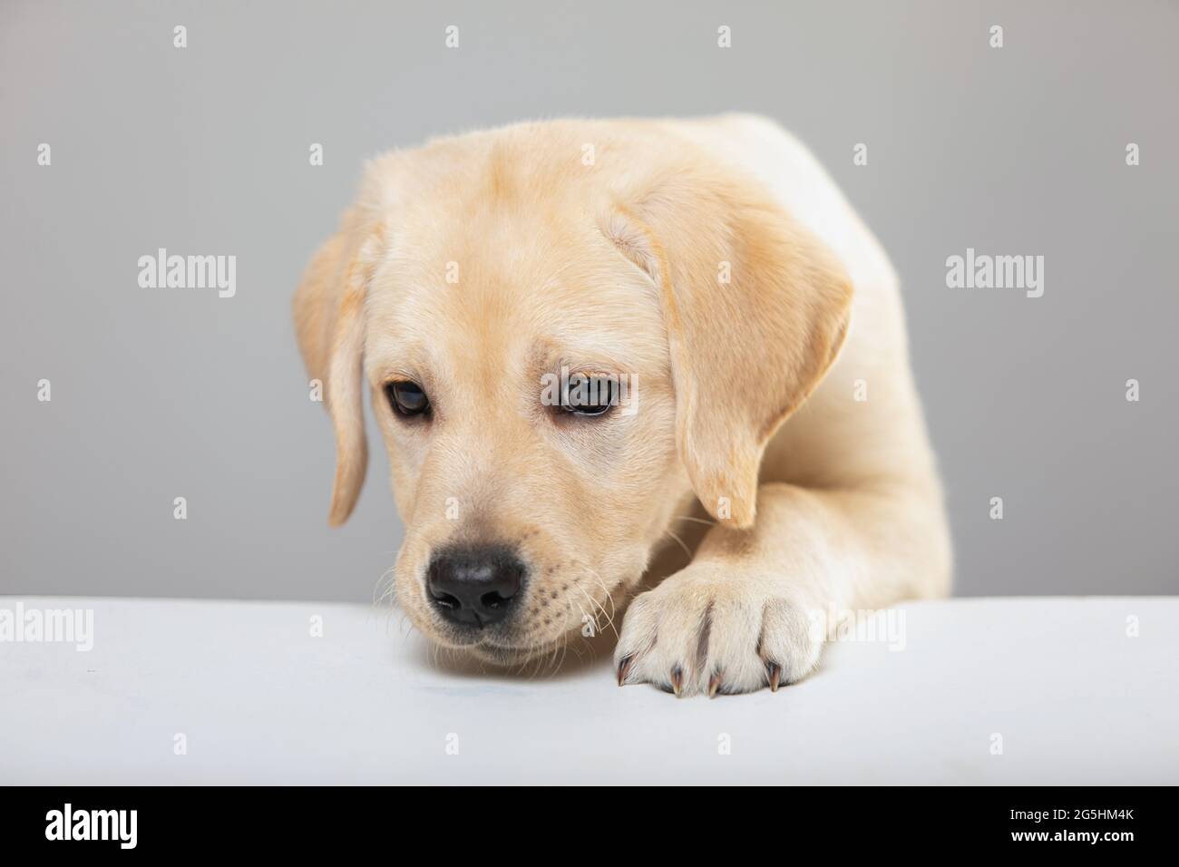Portrait of labrador puppy peeking muzzle under white table on gray ...
