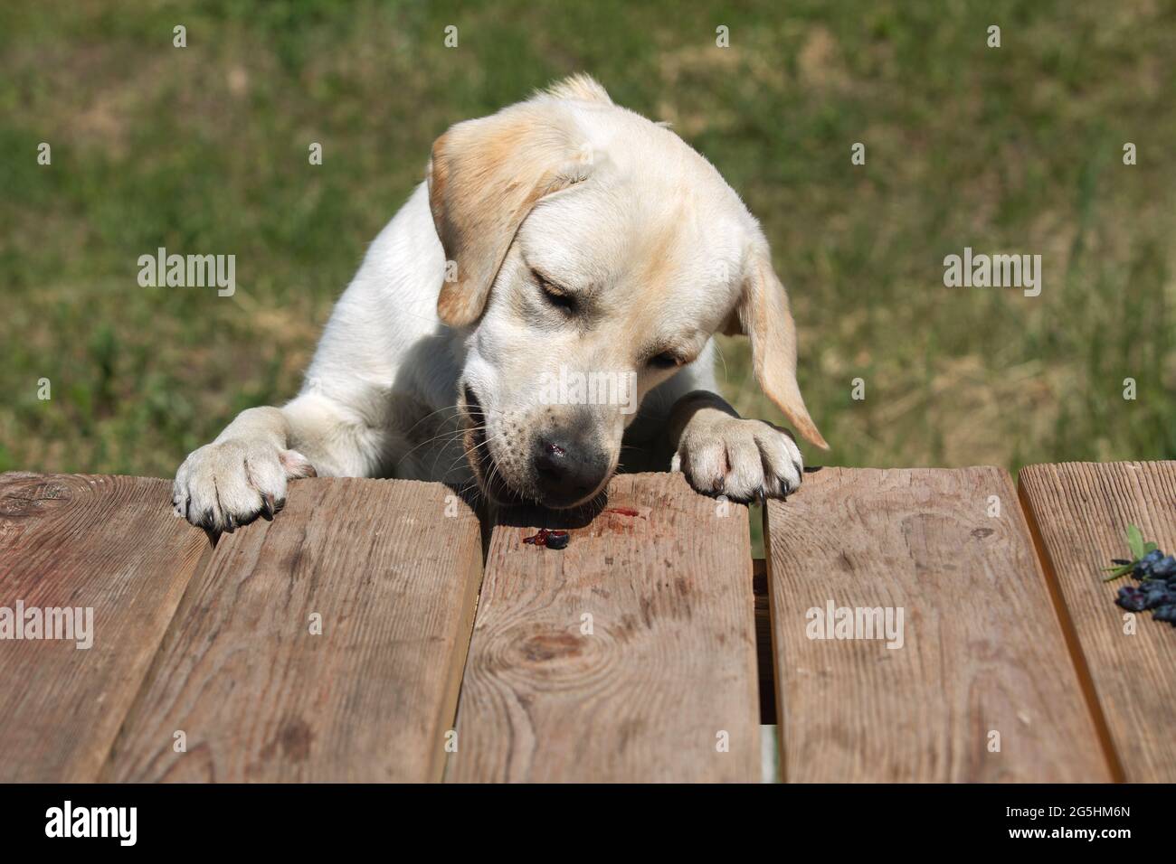 Portrait of hungry white labrador dog sniffing berry standing with paws ...