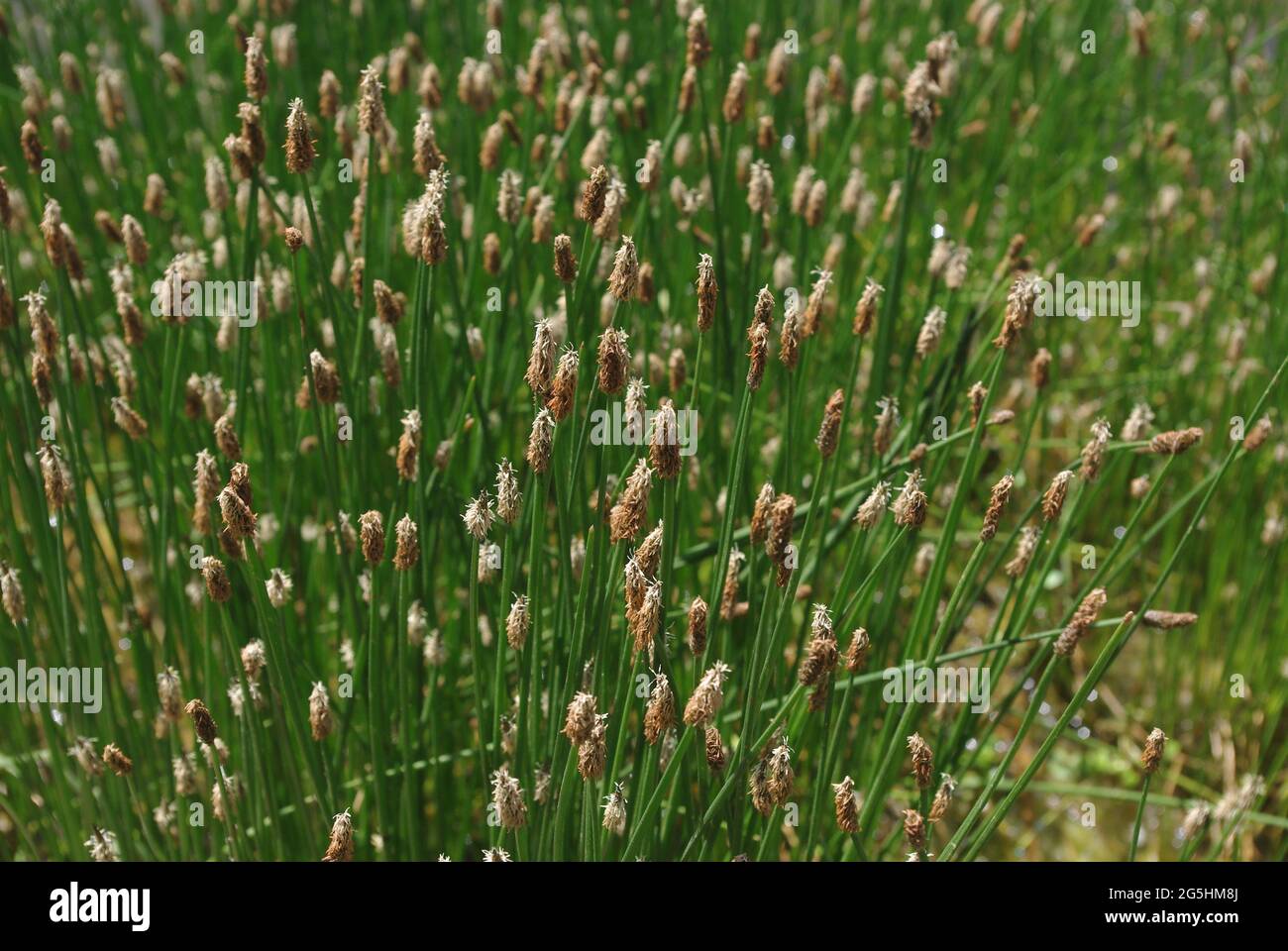 Schoenoplectus (Scirpus) lacustris, the lakeshore bulrush or common ...