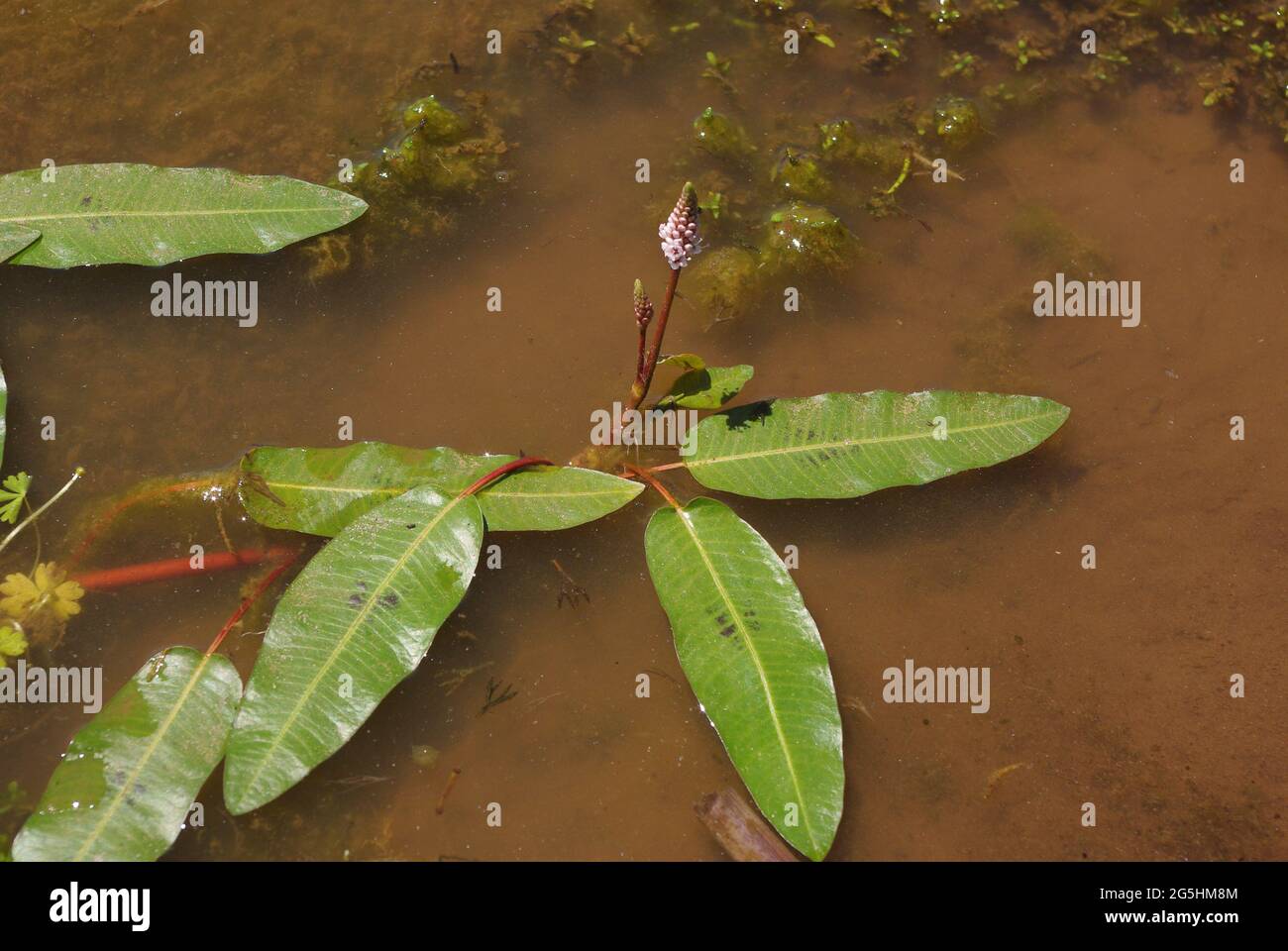 Persicaria amphibia (syn. Polygonum amphibium), knotweed family, common ...