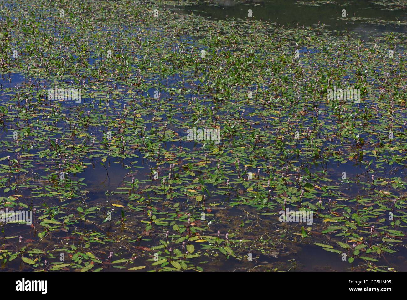 Persicaria amphibia (syn. Polygonum amphibium), knotweed family, common ...