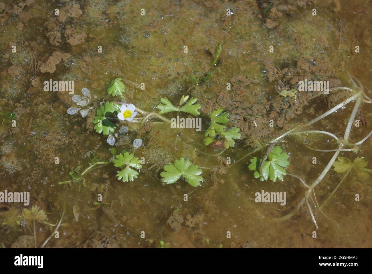 Ranunculus aquatilis, the common water-crowfoot or white water-crowfoot ...