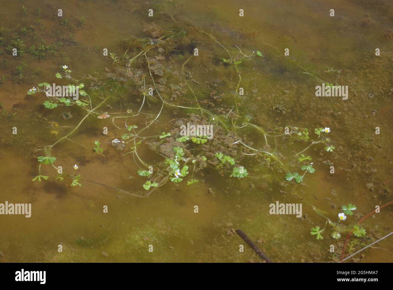 Ranunculus aquatilis, the common water-crowfoot or white water-crowfoot ...