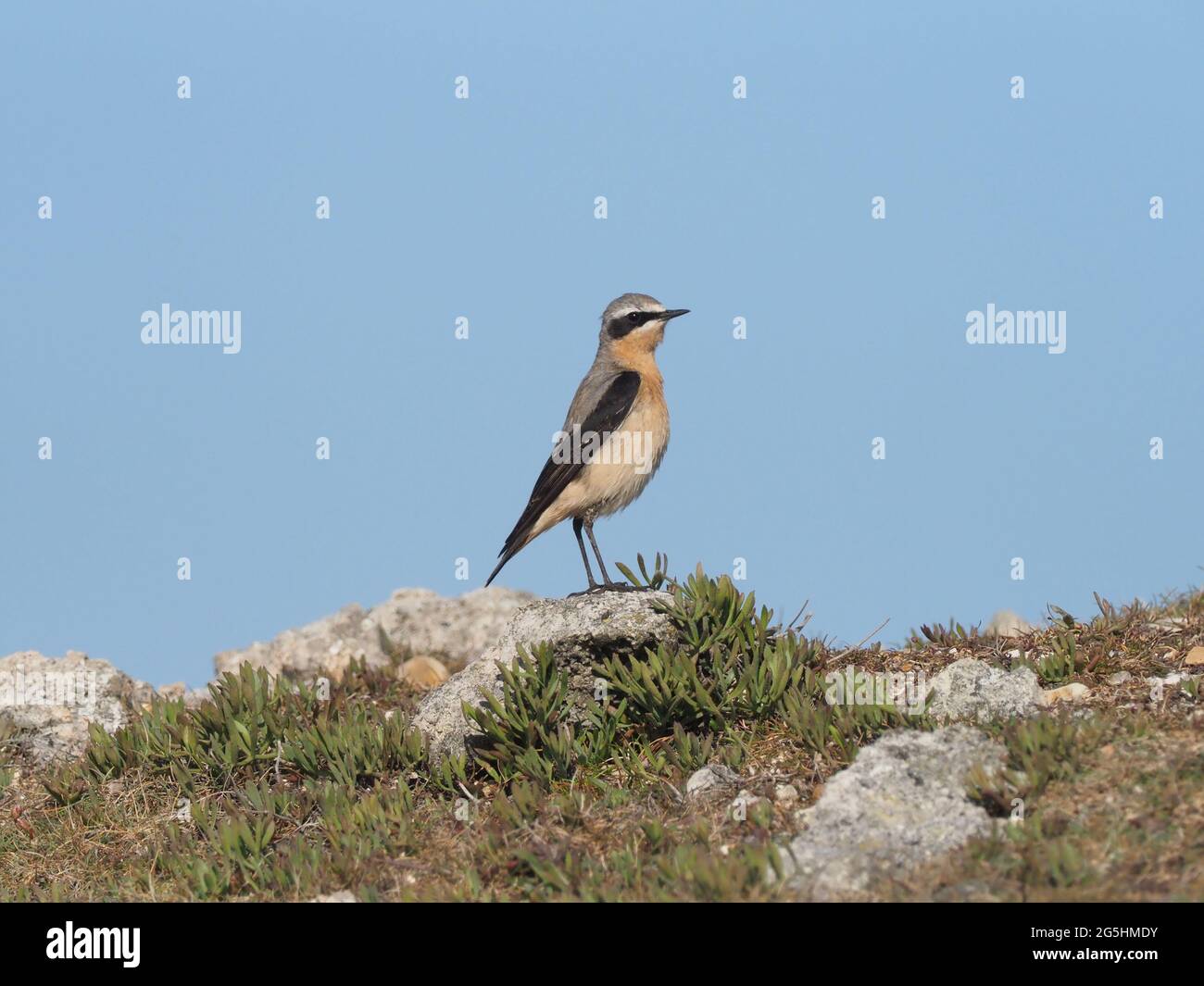 Adult northern wheatear hi-res stock photography and images - Alamy