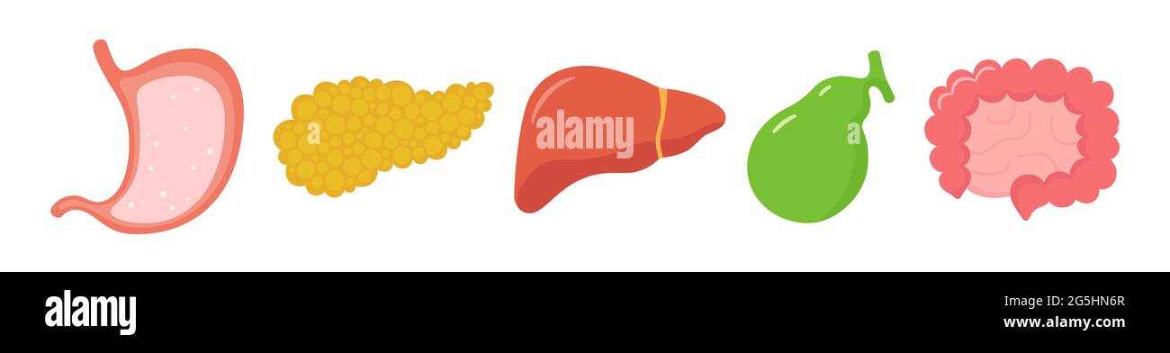 Organs of the gastrointestinal tract - stomach, pancreas, liver ...