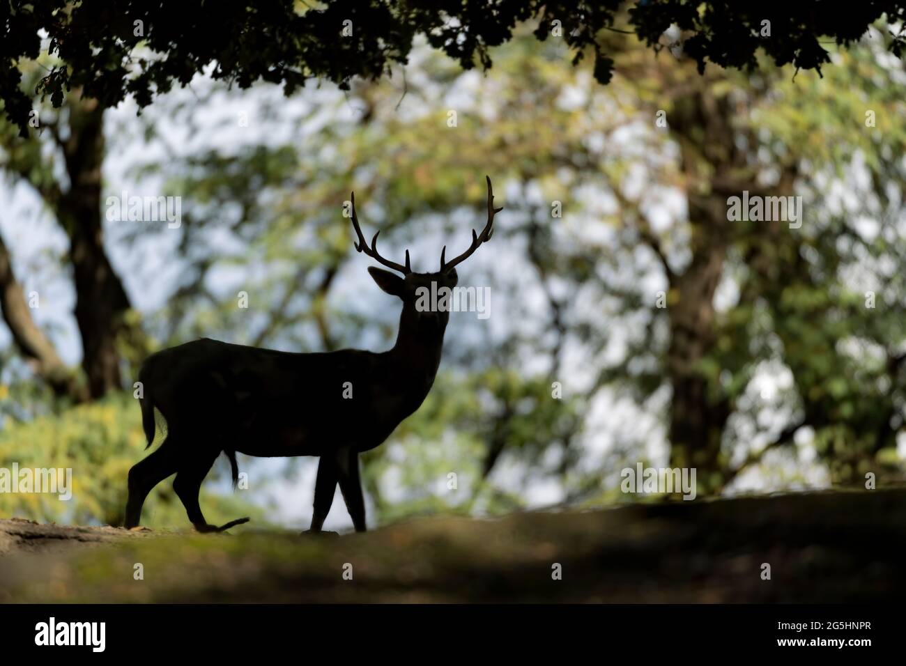 Silhouette of Fallow deer at dawn (Dama dama Stock Photo - Alamy