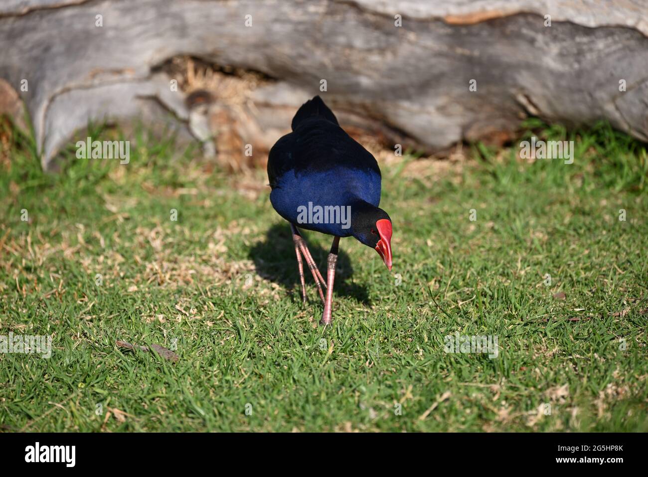 Australasian swamphen, also known as a pukeko, bending down in a grassy ...