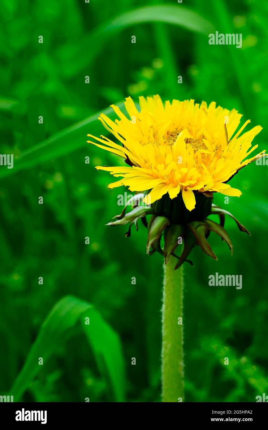 dandelion in tall grass close-up. macro. Photo Stock Photo - Alamy