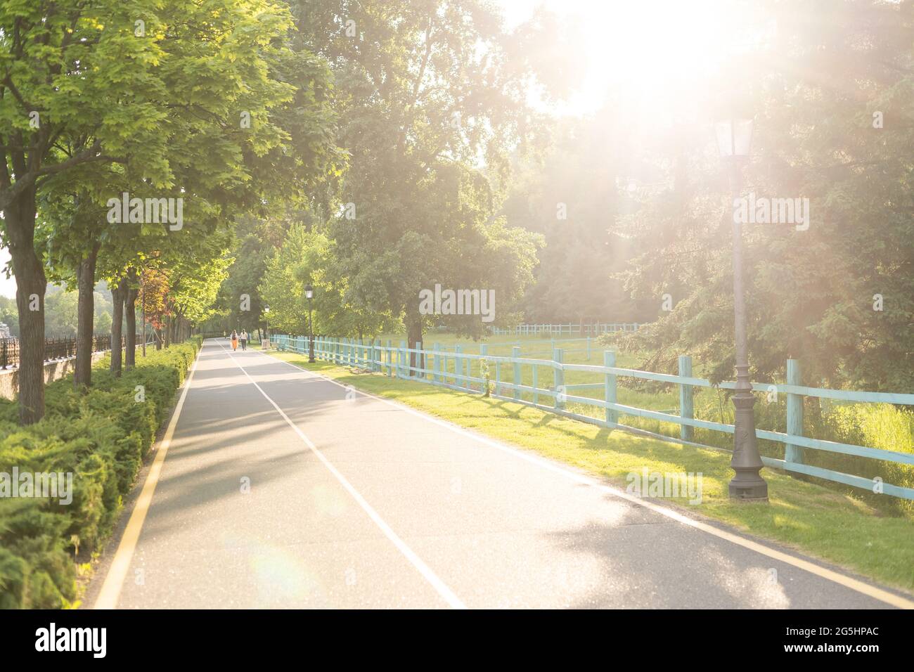 Tall tree lined country road hi-res stock photography and images - Alamy