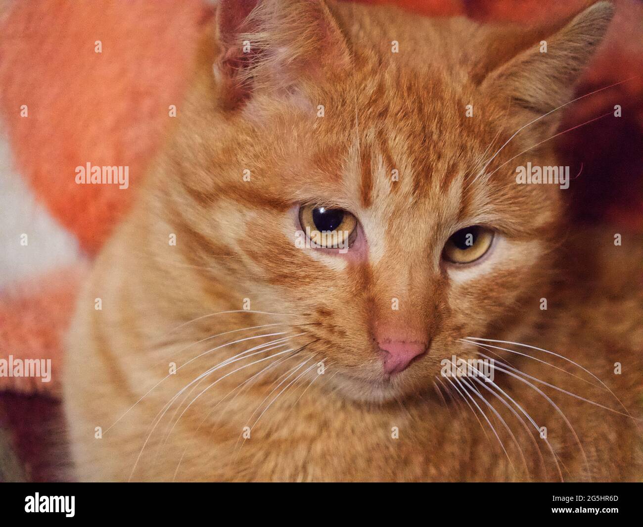 Impressive cat hi-res stock photography and images - Alamy