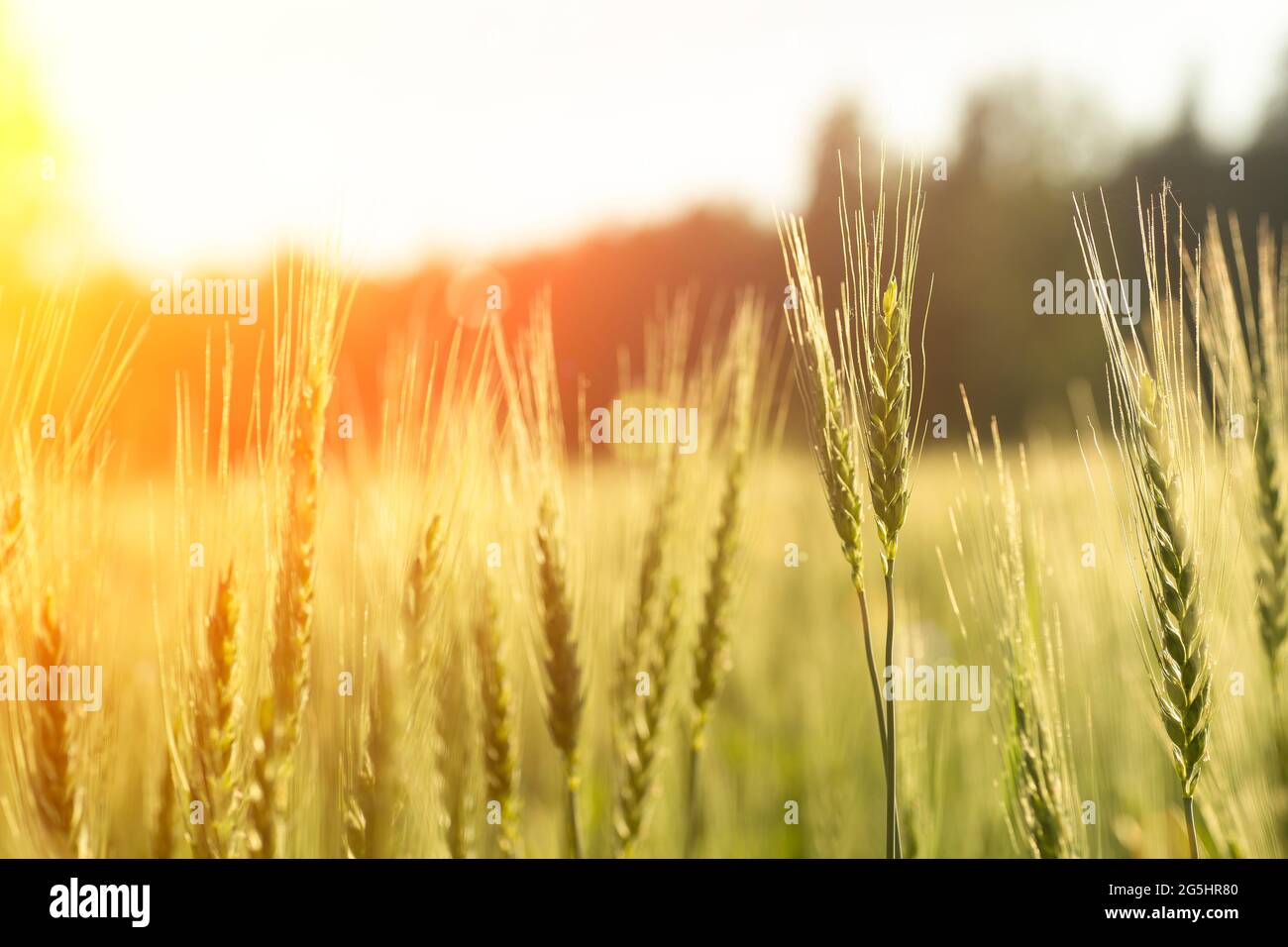 Wheat Harvest Background