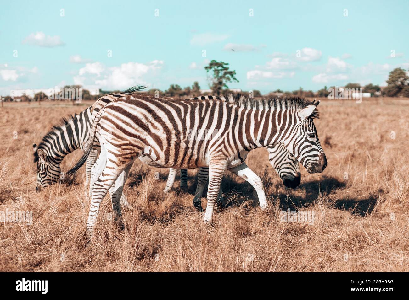 Video fauna africa hi-res stock photography and images - Alamy