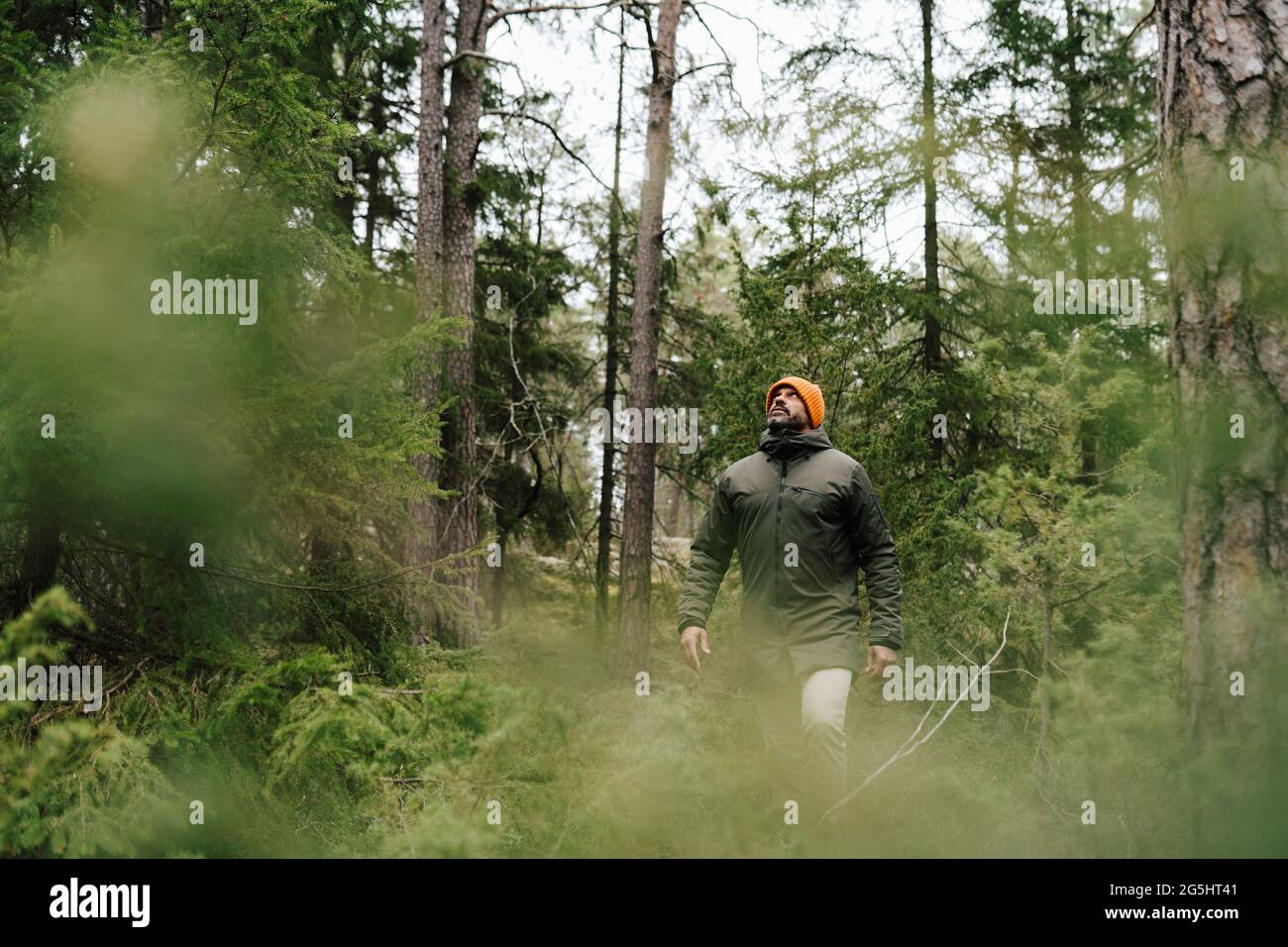 Mature man looking up while exploring amidst trees in forest Stock ...