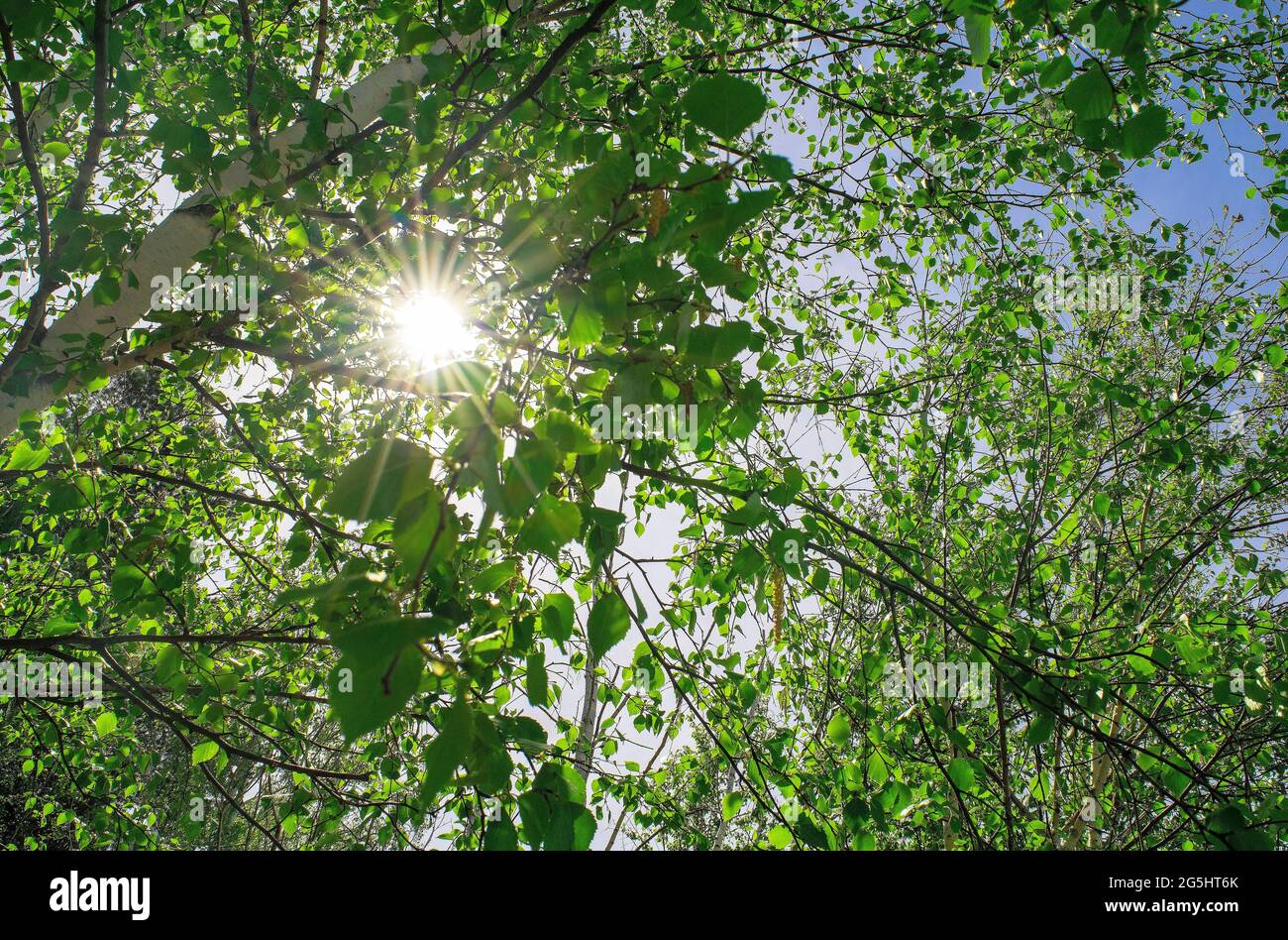 Summer sun shiny rays through canopy of tall Birch trees. Tree branches ...