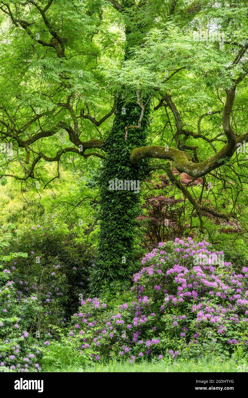 Spring woods hi-res stock photography and images - Alamy