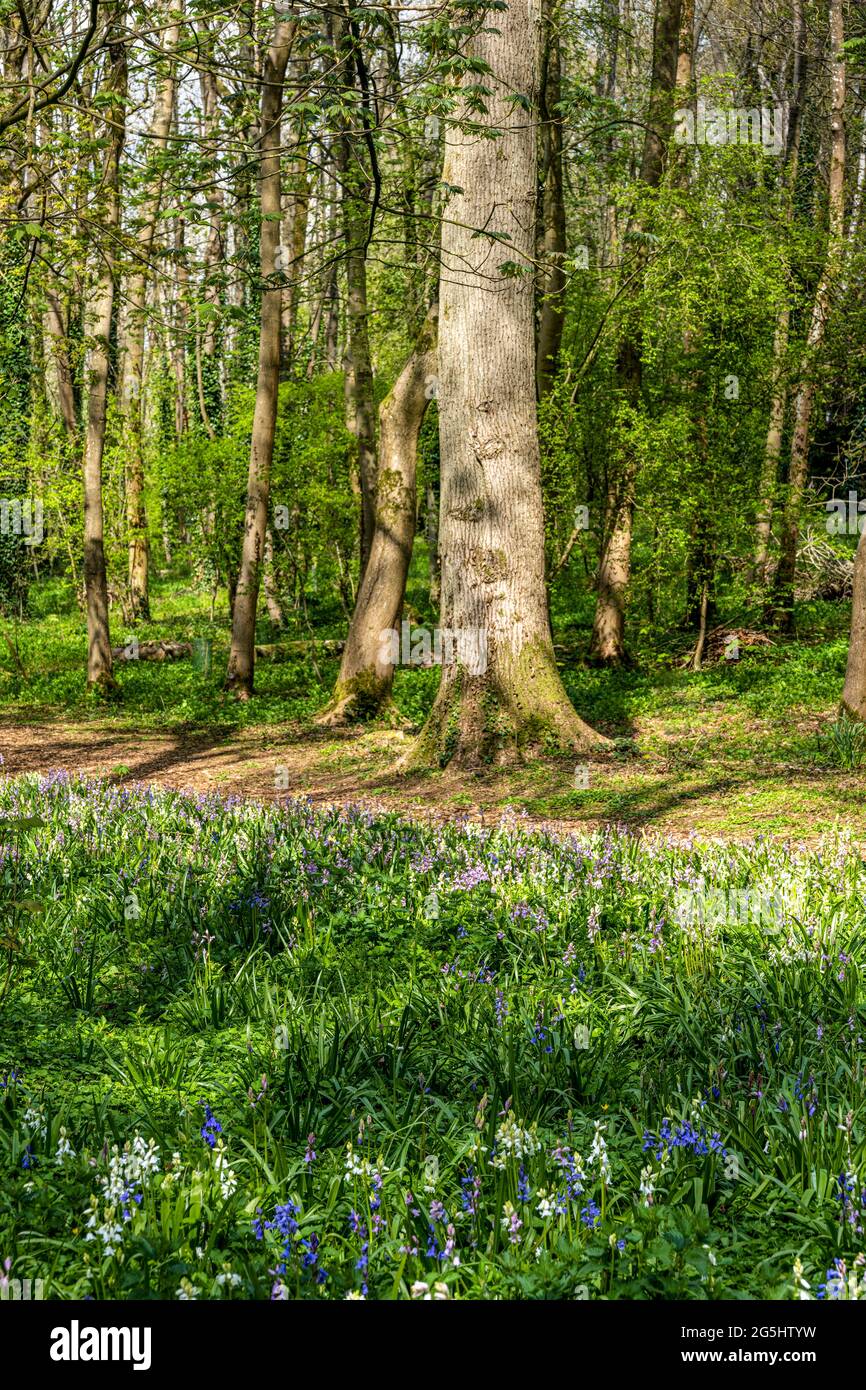 Spring woods hi-res stock photography and images - Alamy
