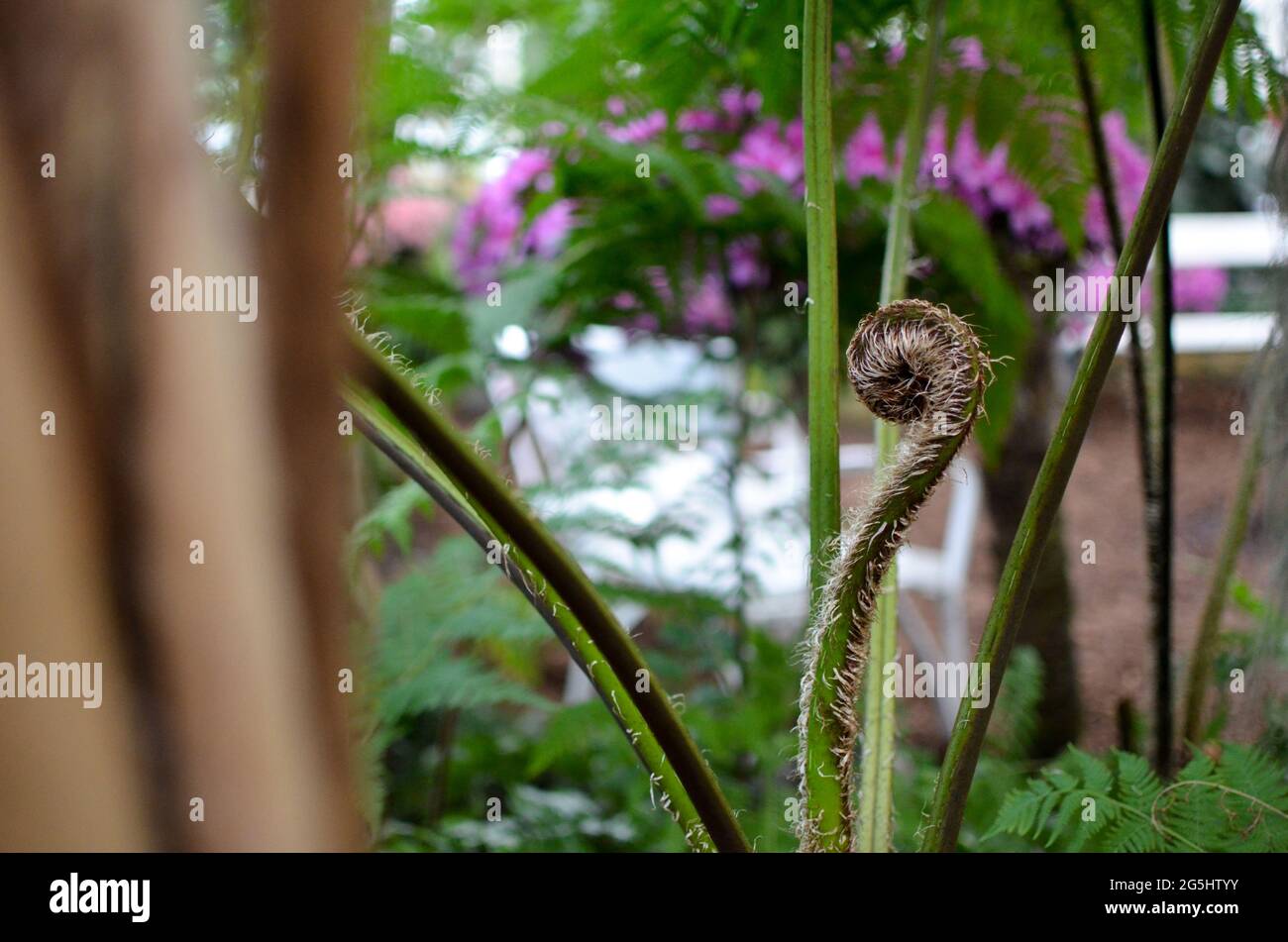Farn hi-res stock photography and images - Alamy