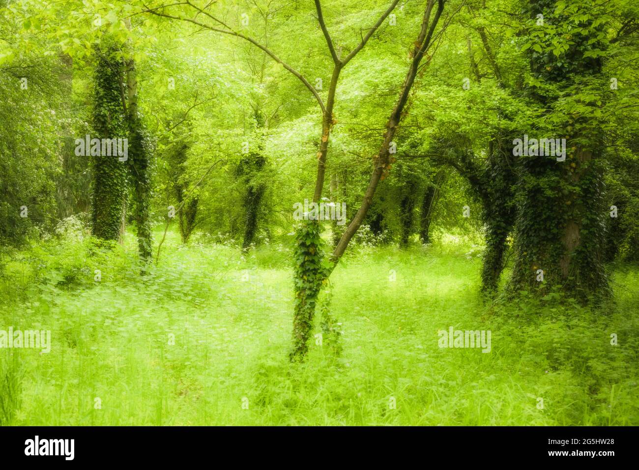 Soft spring hi-res stock photography and images - Alamy