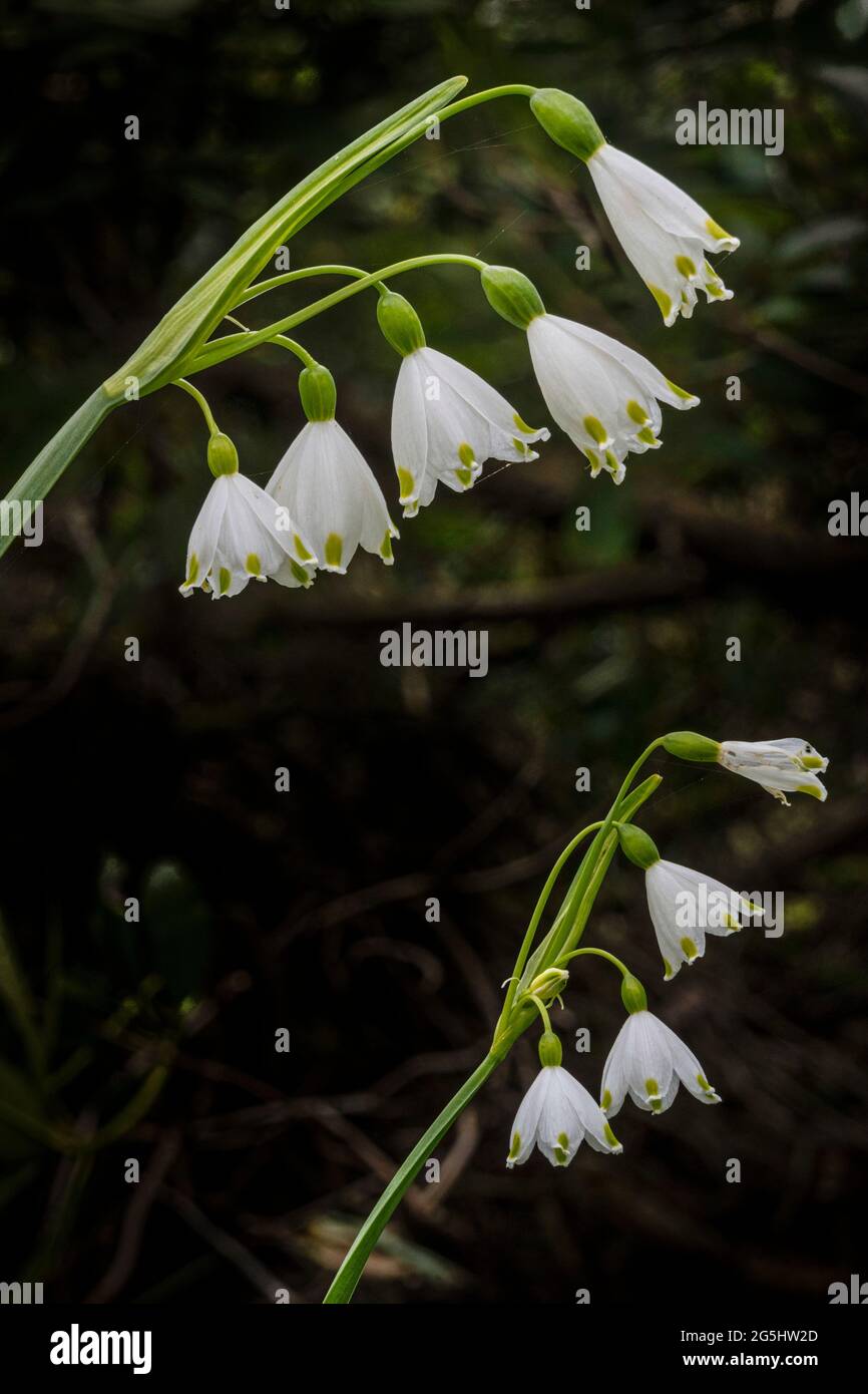 White flowers of summer snowflake hi-res stock photography and images ...