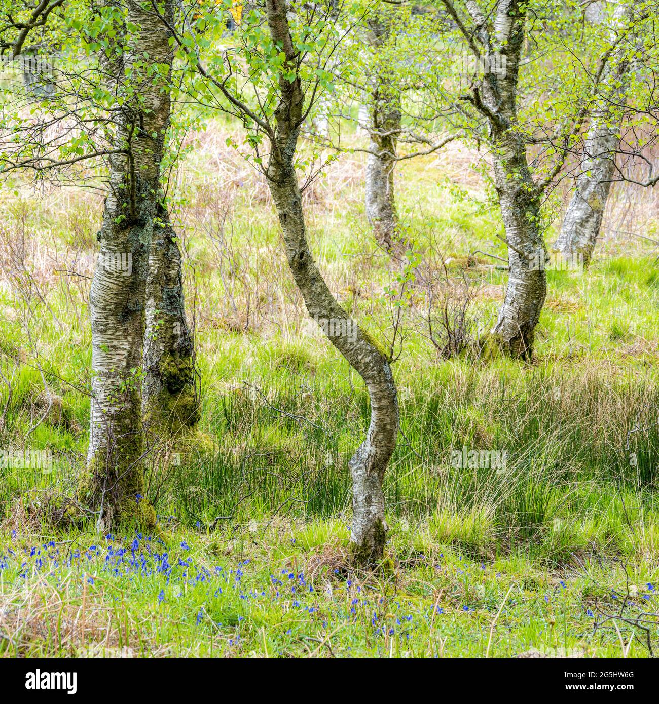 Spring birch trees 2470 Stock Photo - Alamy