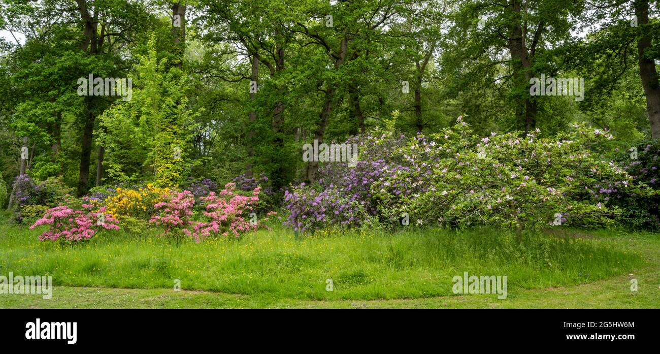 Flowers in the woods hi-res stock photography and images - Alamy