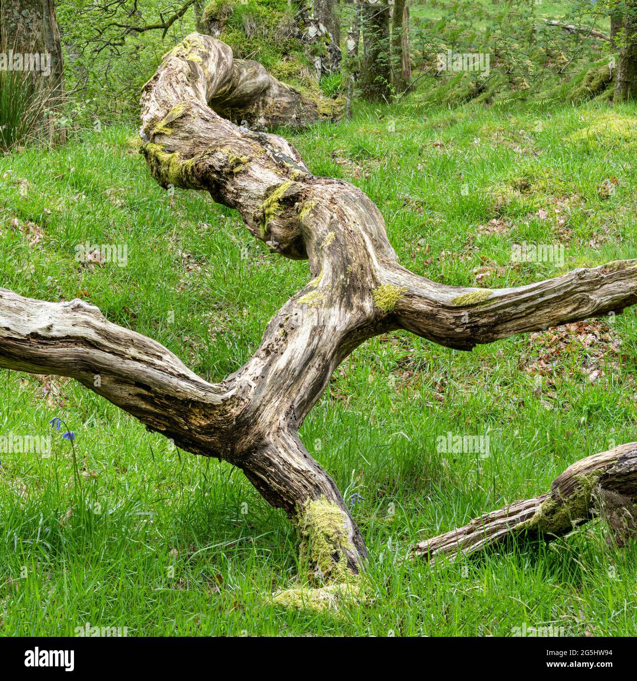 Twisted trunk of fallen tree Stock Photo - Alamy