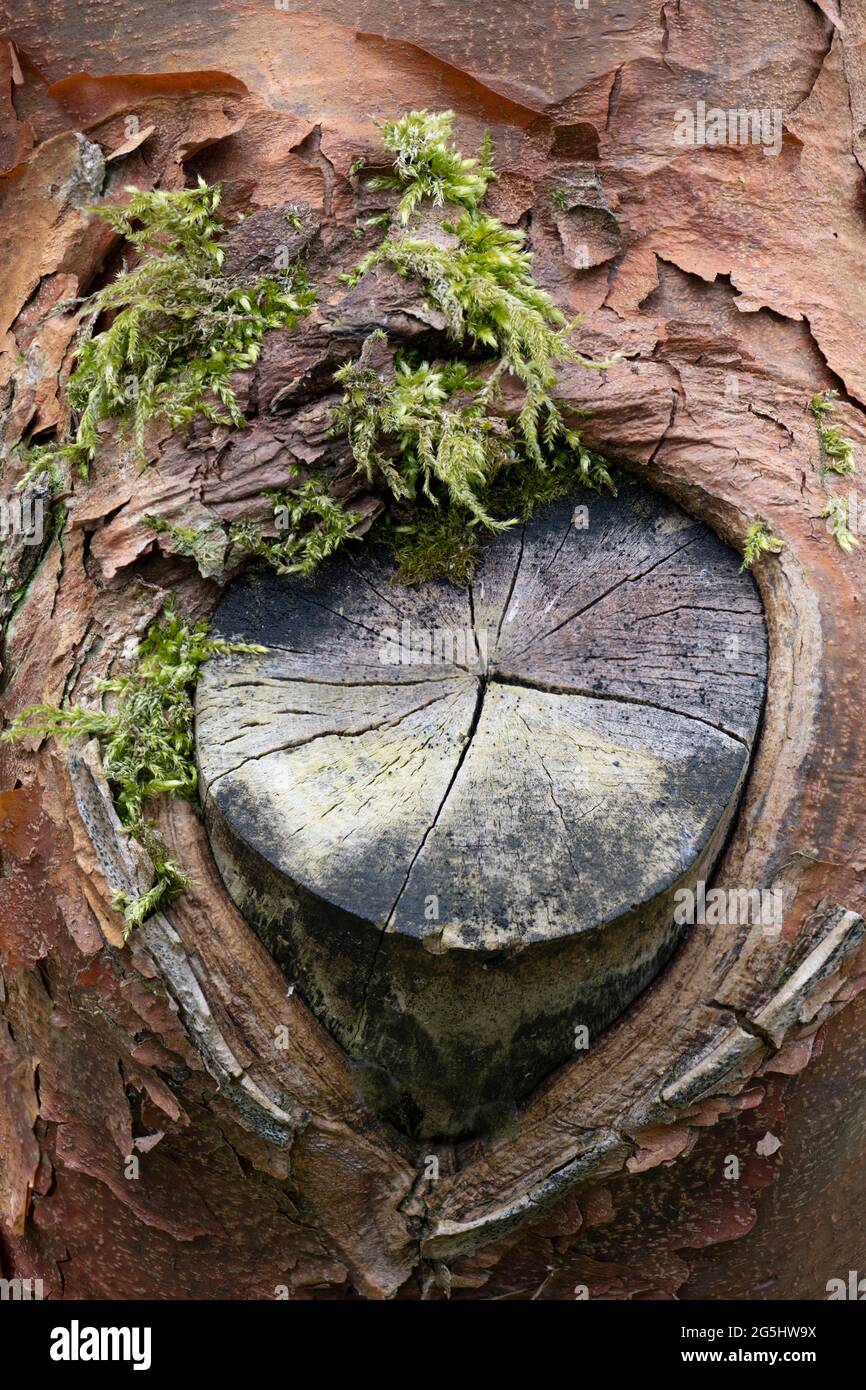 Lopped tree hi-res stock photography and images - Alamy