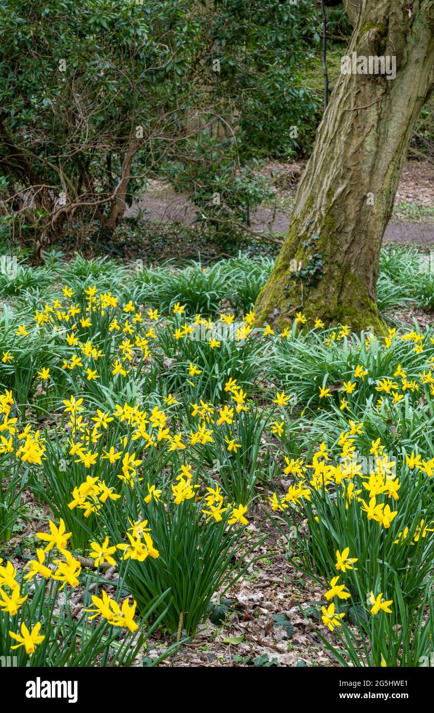 Daffodils in woodland 0262 Stock Photo - Alamy